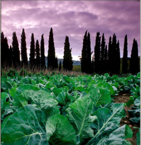 Monastic Life, Monastery, Mount Athos Foundation of America